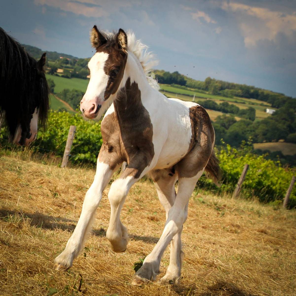 élevage de chevaux maine et loire - 49 irish cob et gipsy cob